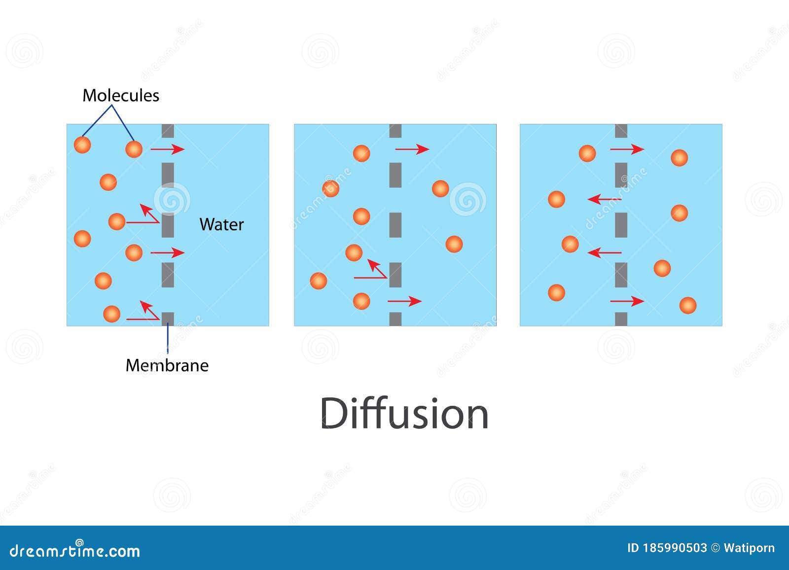 Diffusion transport stock illustration. Illustration of protein - 185990503