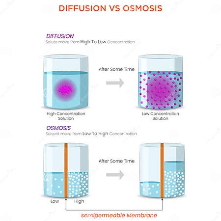 Diffusion Vs Osmosis Key Differences in Particle and Water Movement ...
