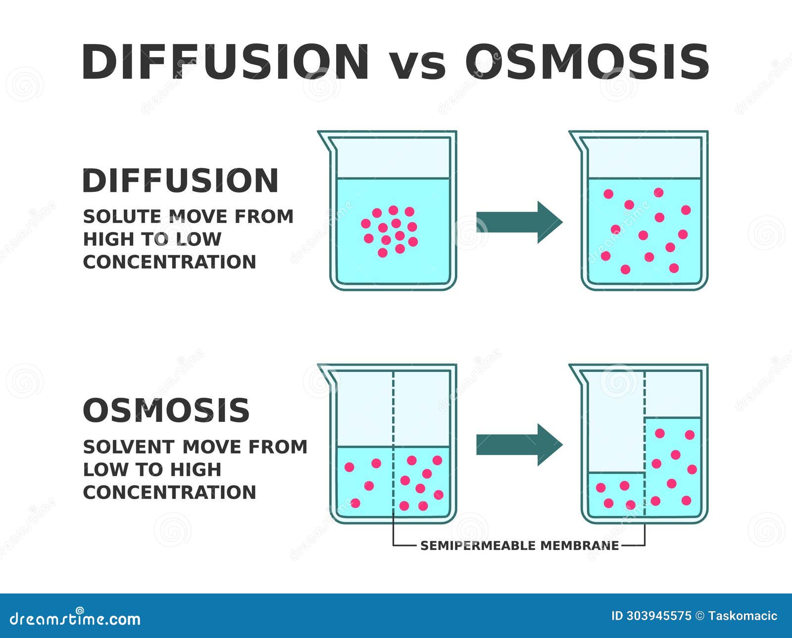 Osmosis Process Solvent Passing Through The Semipermeable Membrane ...
