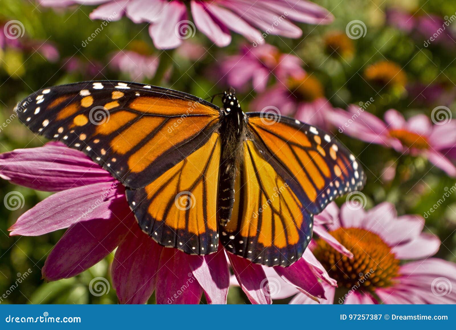 Diffusione Delle Ali Della Farfalla Di Monarca Sulla Fine Del Fiore ...
