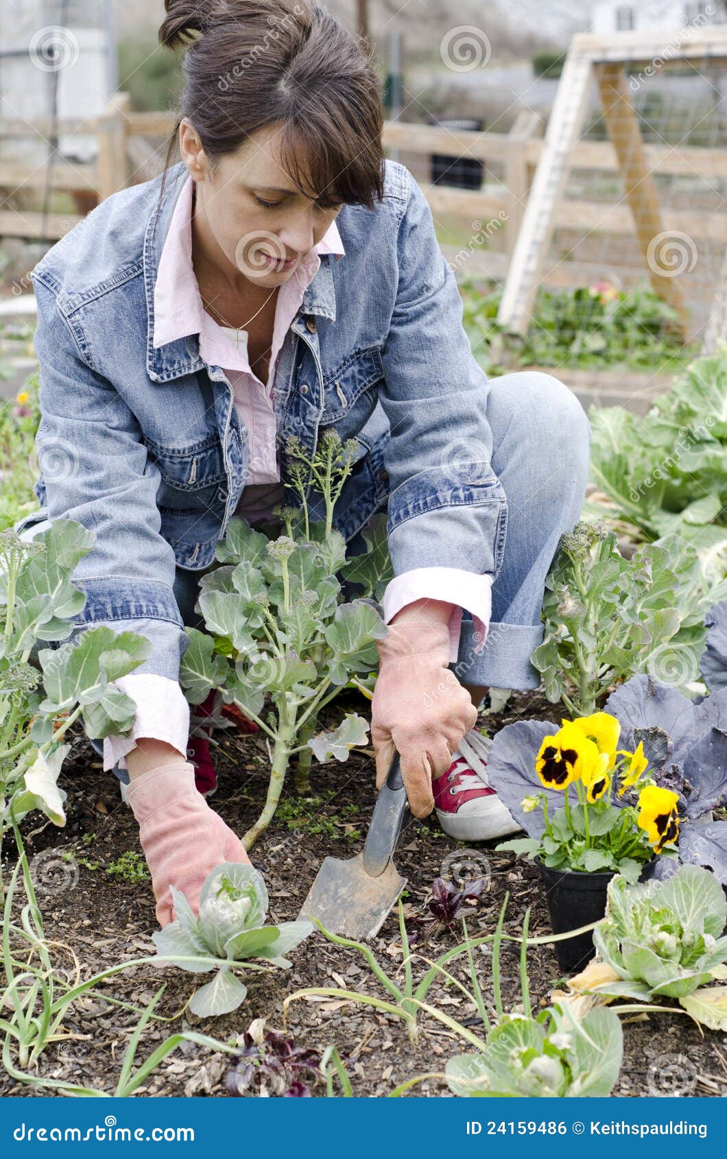 Dig it stock photo. Image of bloom, flowerbed, backyard - 24159486