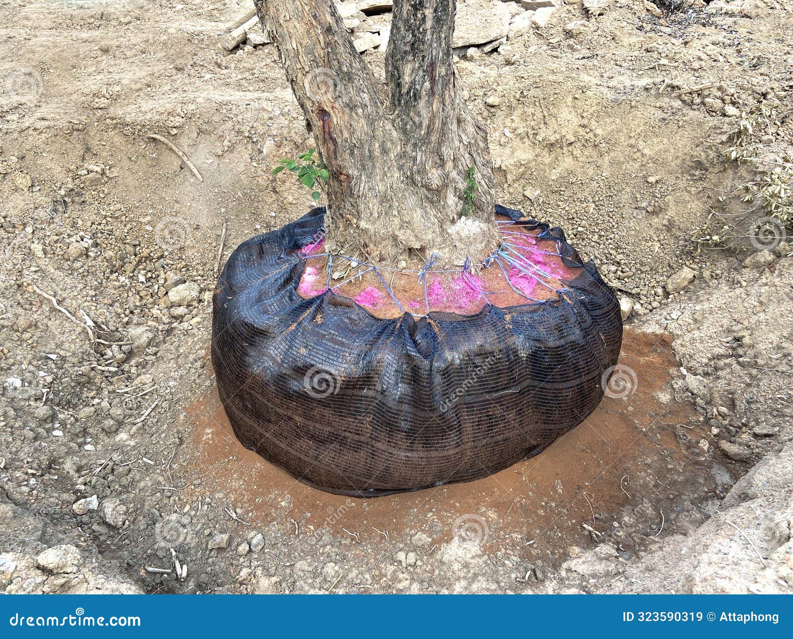 Dig Out a Tree To Transplant. Dig a Tree or Shrub To Transplant. Move a ...