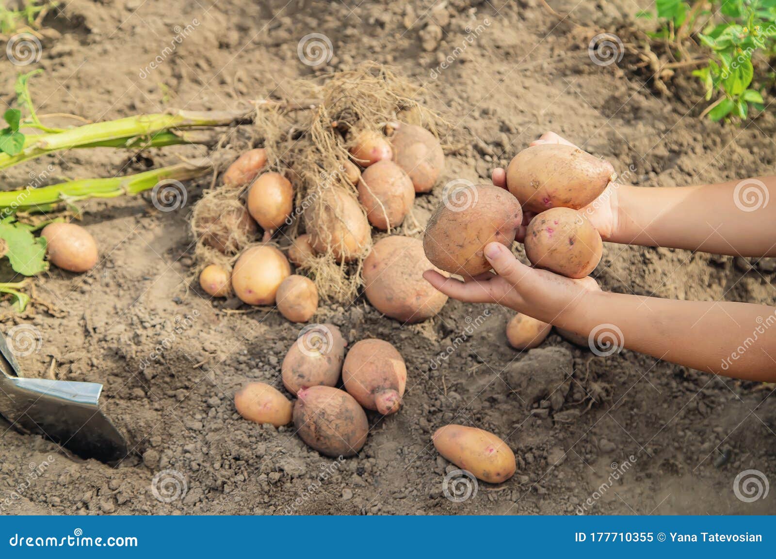 Dig Potatoes in the Garden. Selective Focus Stock Image - Image of ...