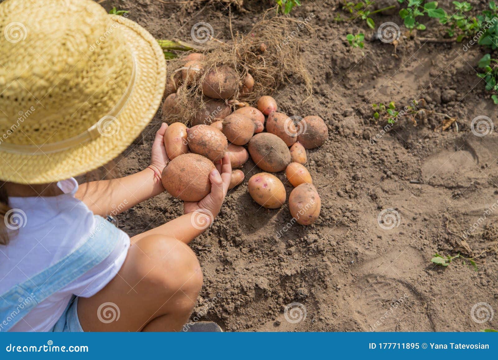 Dig Potatoes in the Garden. Selective Focus Stock Image - Image of leaf ...