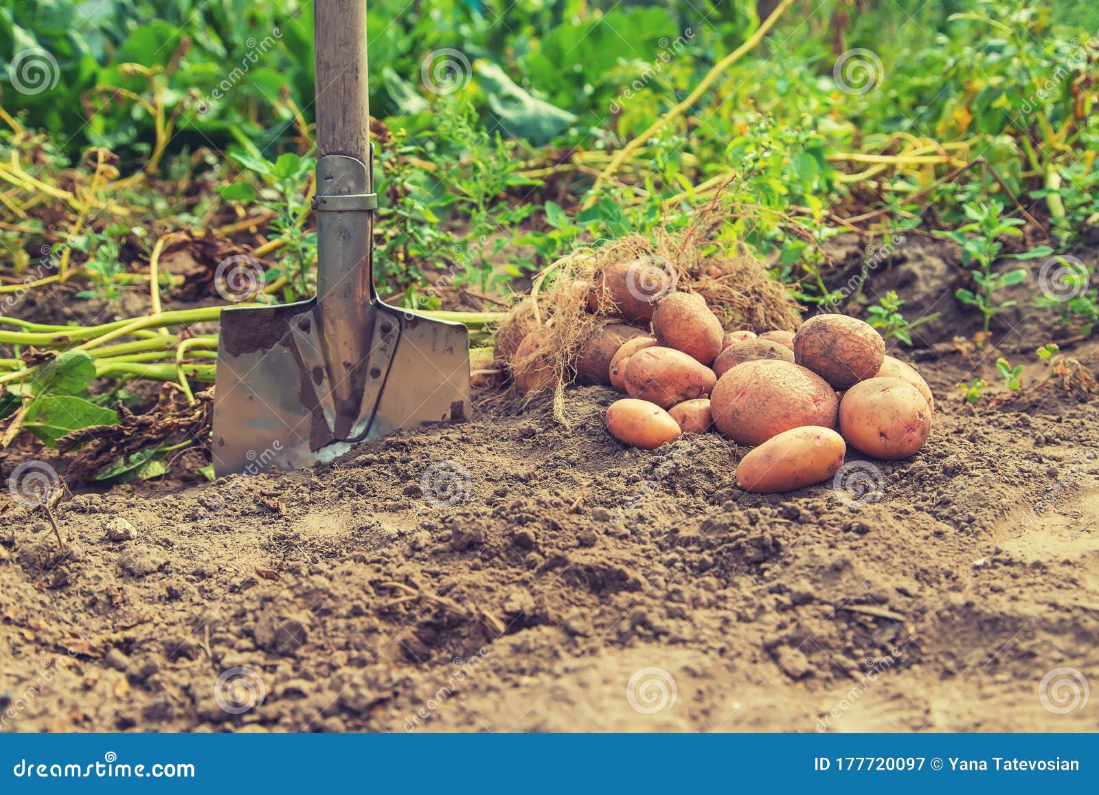 Dig Potatoes in the Garden. Selective Focus Stock Image - Image of dirt ...