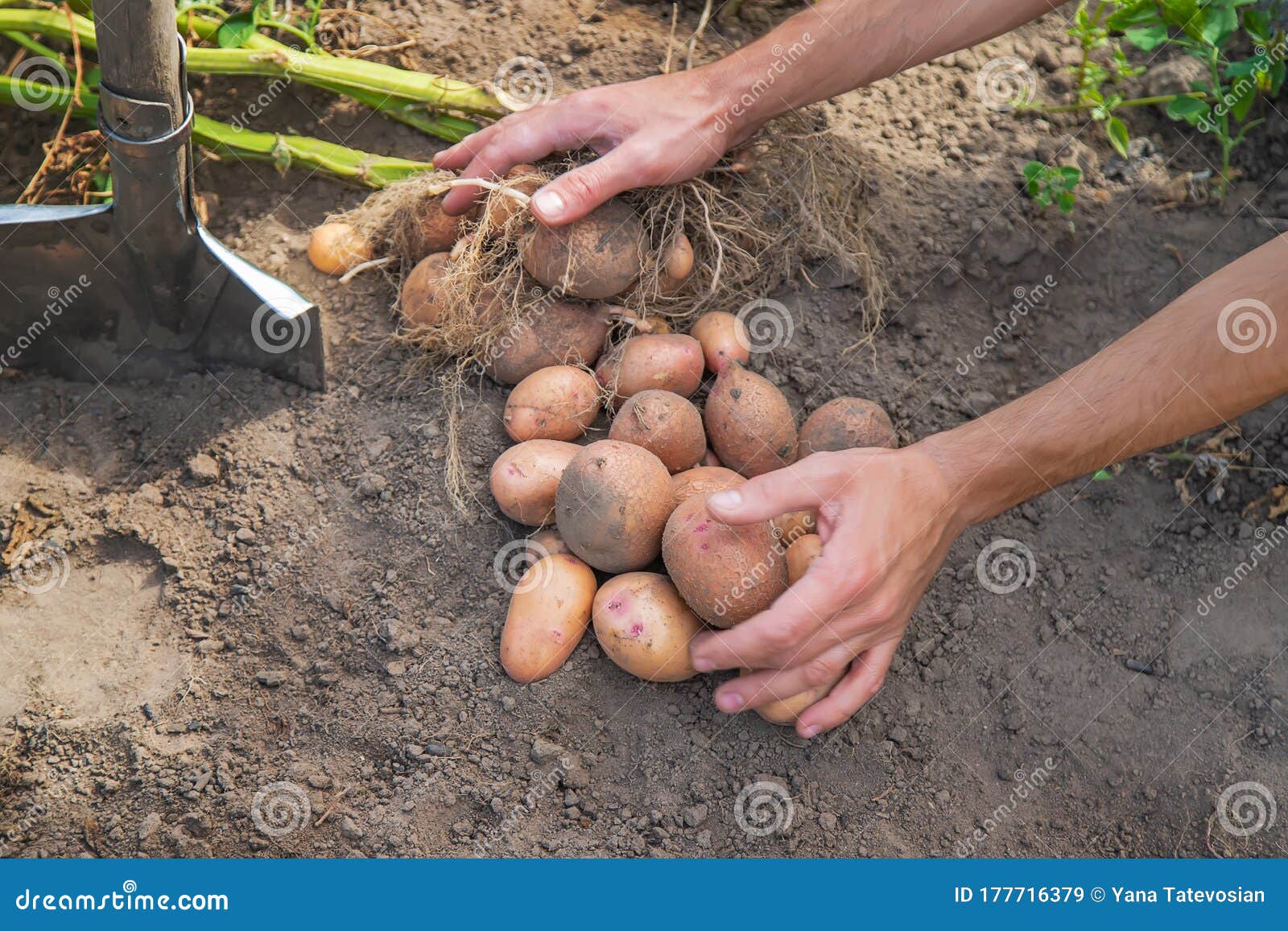 Dig Potatoes in the Garden. Selective Focus Stock Image - Image of ...