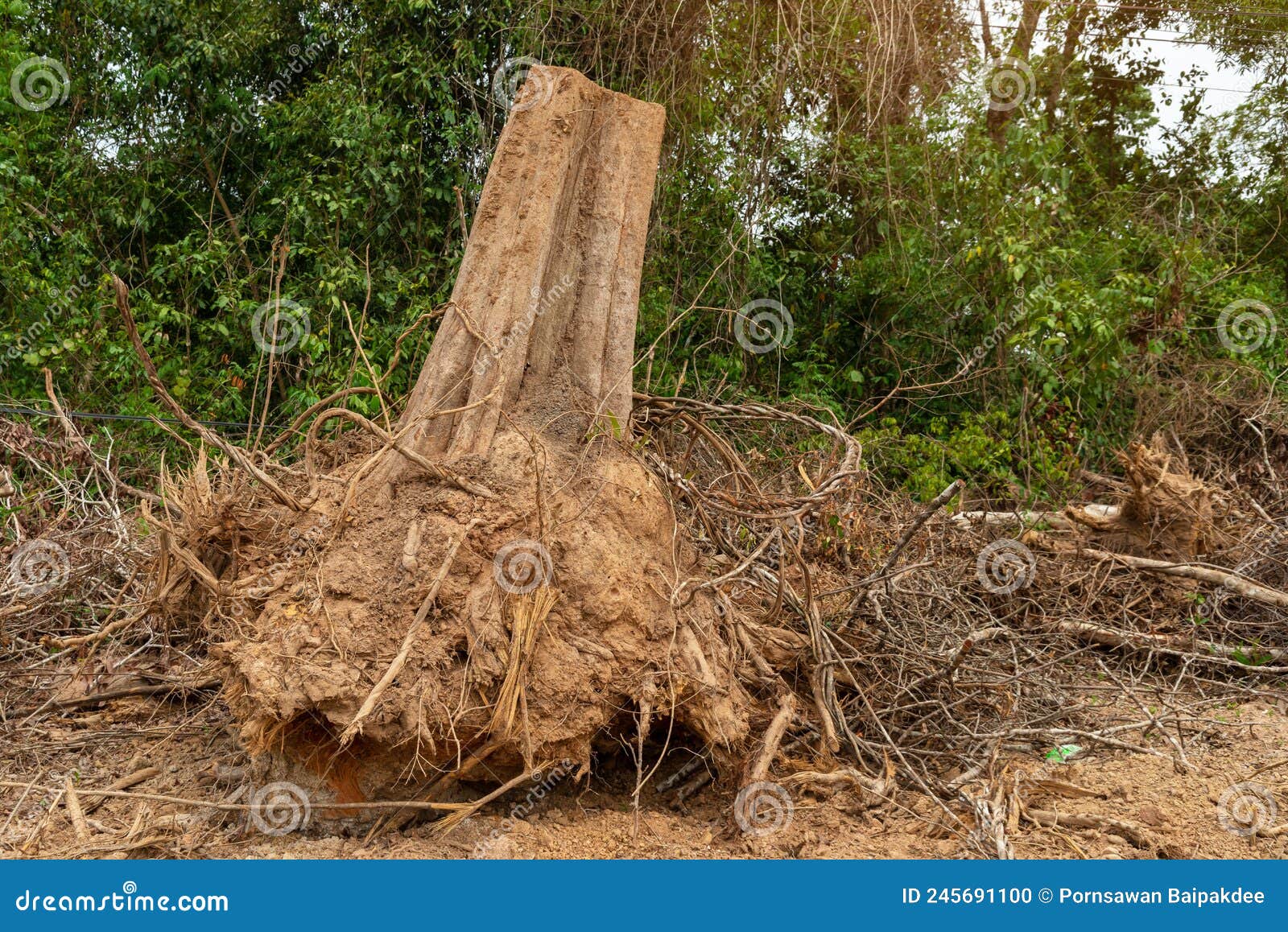 Dig a Tree Root Fallen Tree Stock Photo - Image of nature, help: 245691100