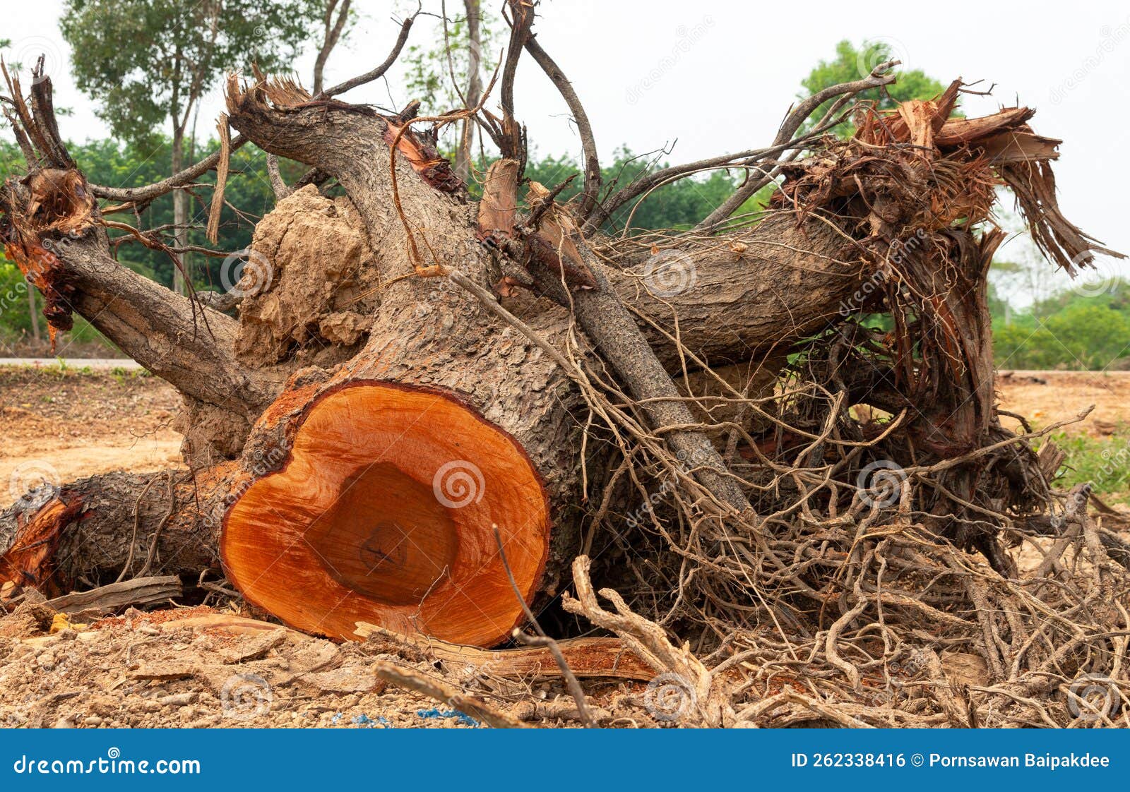 Dig a Tree Root Fallen Tree, a Torn Tree with Roots from Under the ...