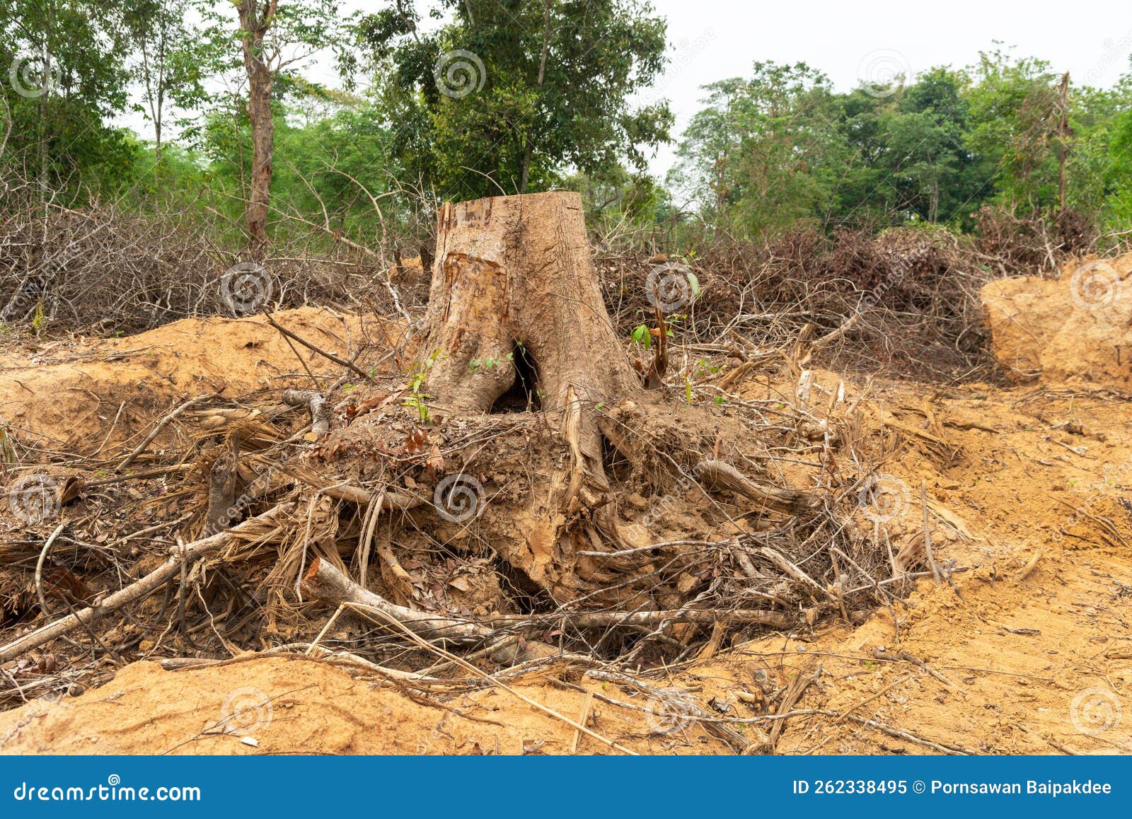 Dig a Tree Root Fallen Tree, a Torn Tree with Roots from Under the ...