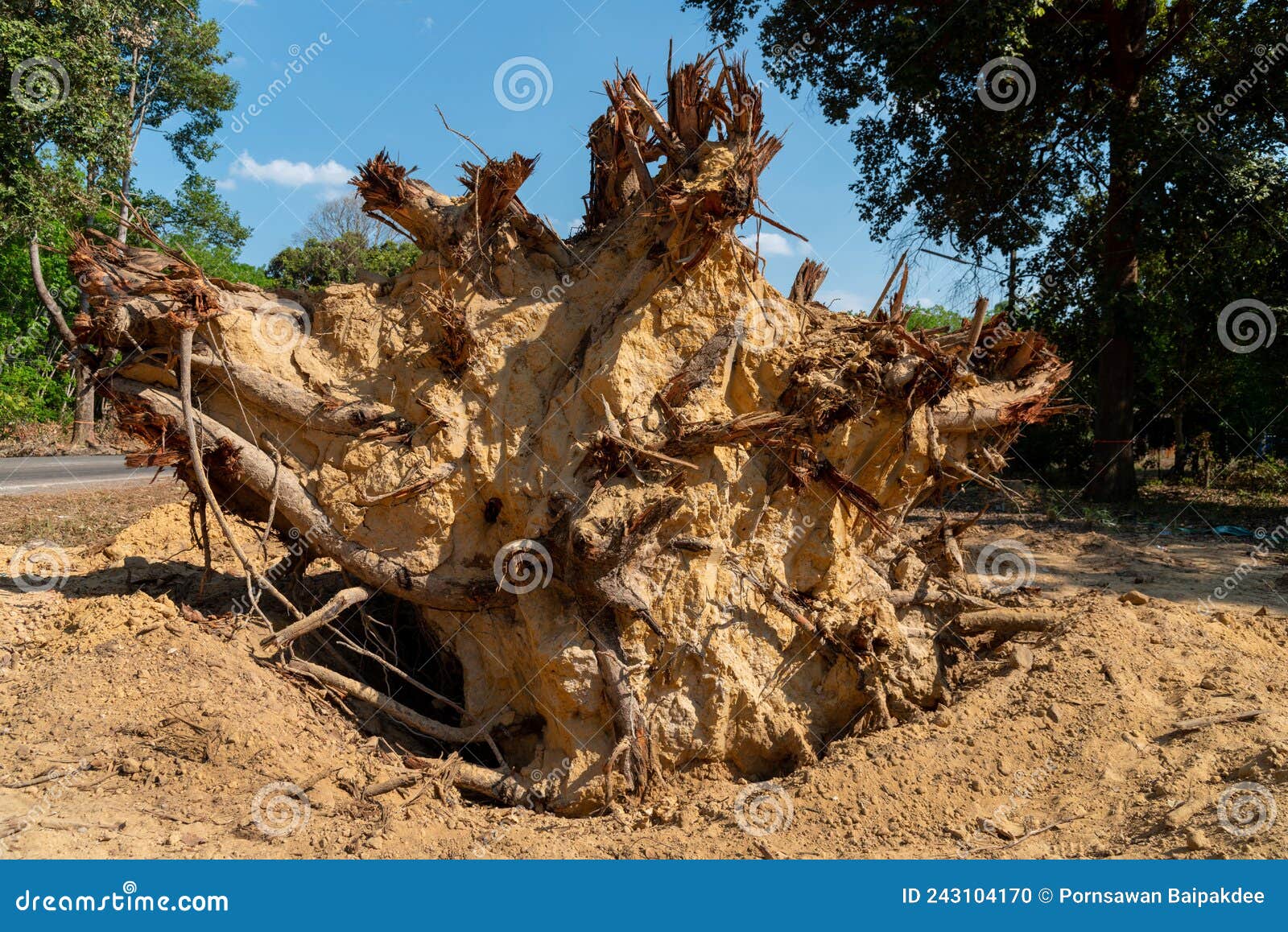 Dig a Tree Root Fallen Tree, Stock Photo - Image of bark, help: 243104170