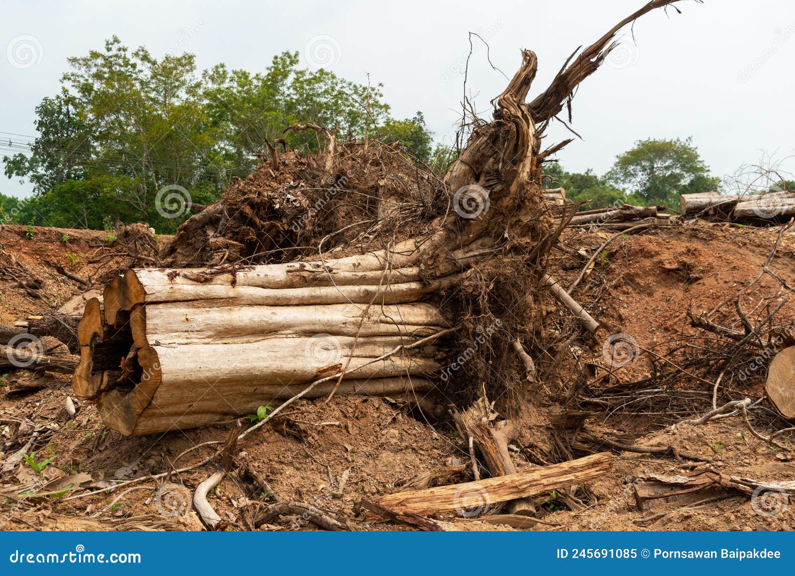 Dig a Tree Root Fallen Tree Stock Image - Image of destruction, help ...