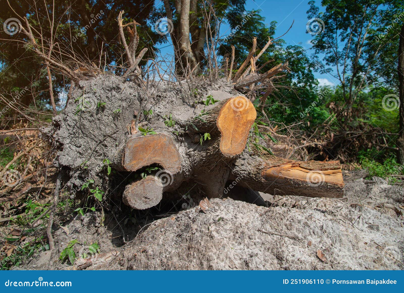 Dig a Tree Root Fallen Tree, Stock Photo - Image of remove, outdoor ...