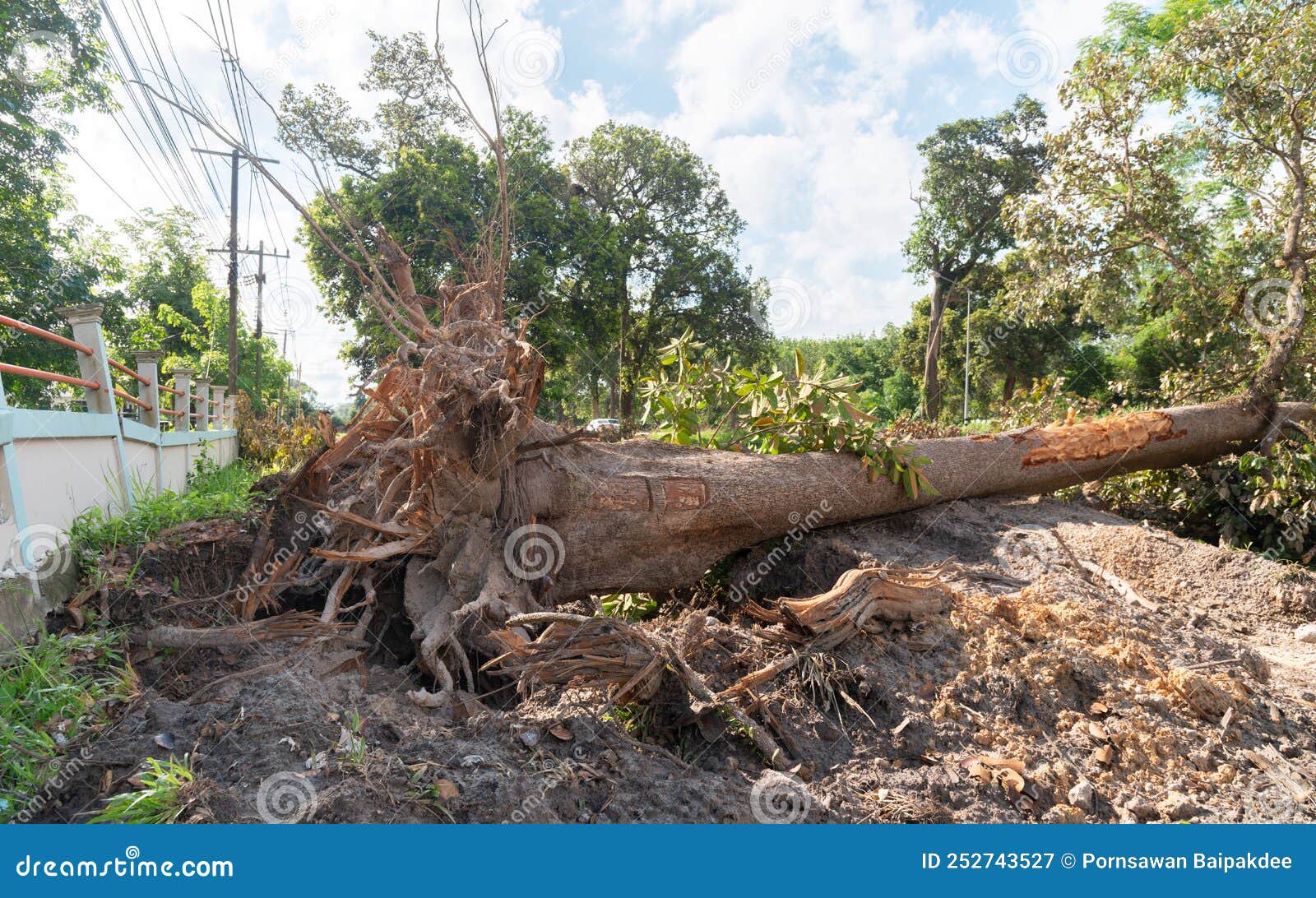 Dig a Tree Root Fallen Tree Stock Image - Image of outdoors, hand ...