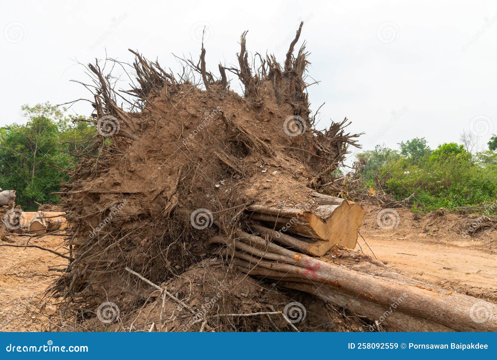 Dig a Tree Root Fallen Tree Stock Image - Image of destruction ...