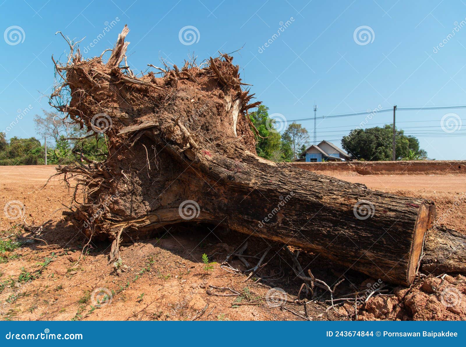 Dig a Tree Root Fallen Tree, Stock Photo - Image of equipment ...