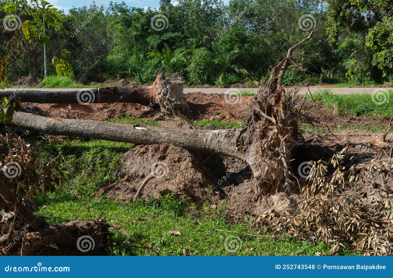 Dig a Tree Root Fallen Tree Stock Photo - Image of hand, leaf: 252743548