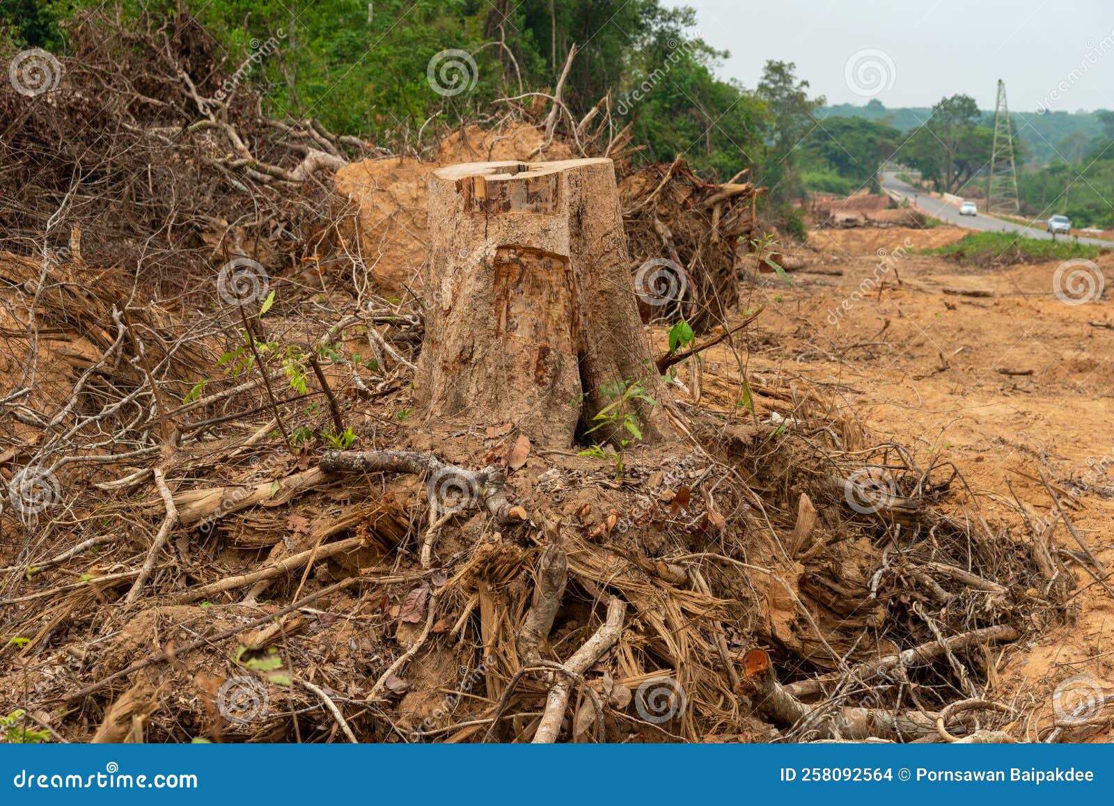 Dig a Tree Root Fallen Tree Stock Photo - Image of fallen, nature ...