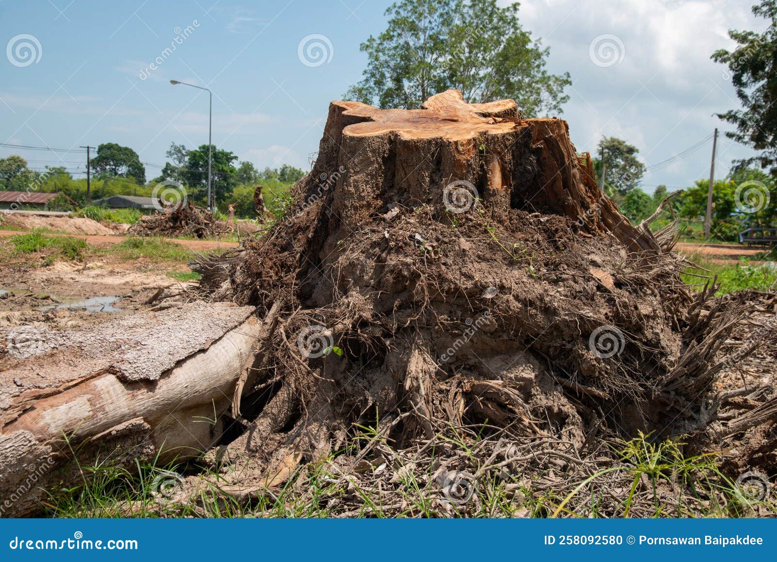Dig a Tree Root Fallen Tree Stock Photo - Image of park, moving: 258092580