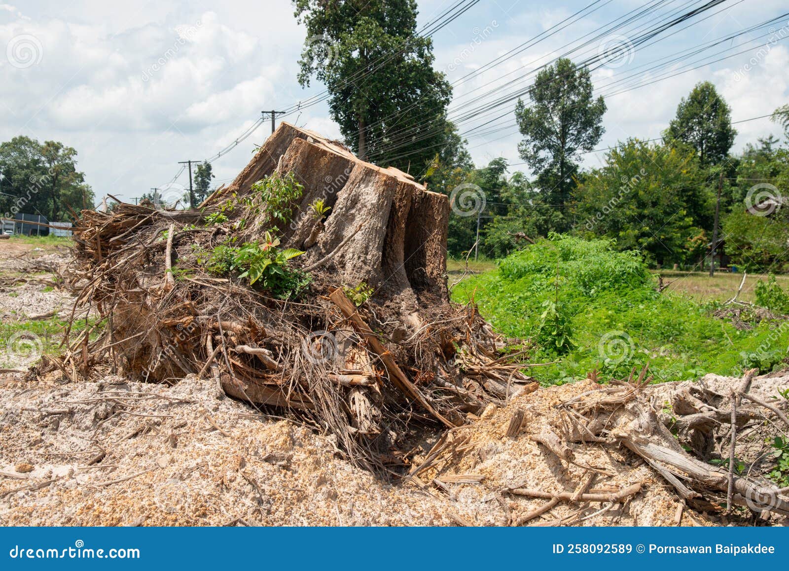 Dig a Tree Root Fallen Tree Stock Image - Image of outdoors, hurricane ...
