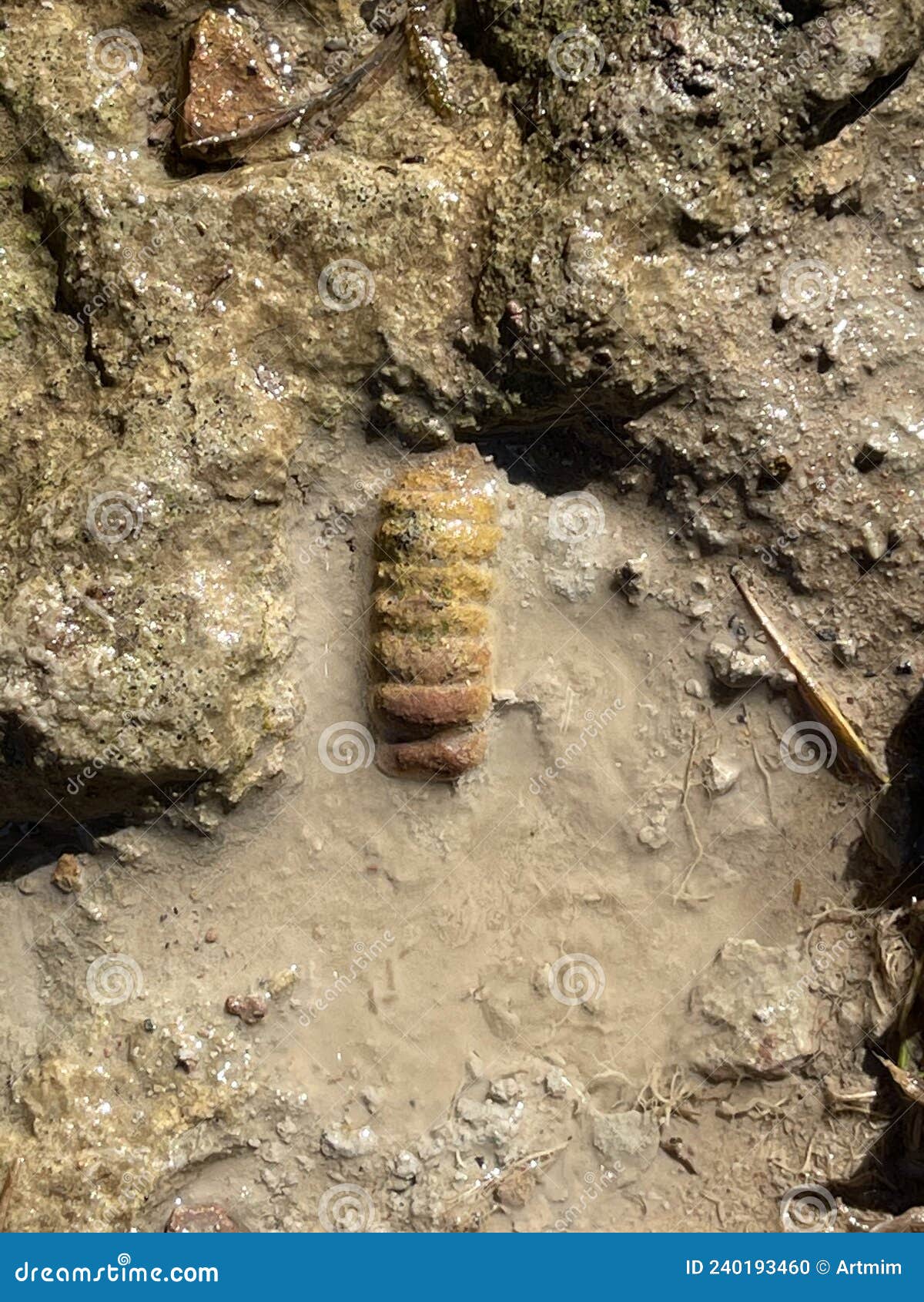 Dig Up Fossil. Extinct Prehistoric Animals Stock Photo - Image of ...