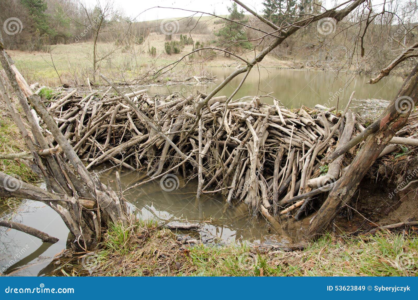 Diga dei castori immagine stock. Immagine di castoro - 53623849