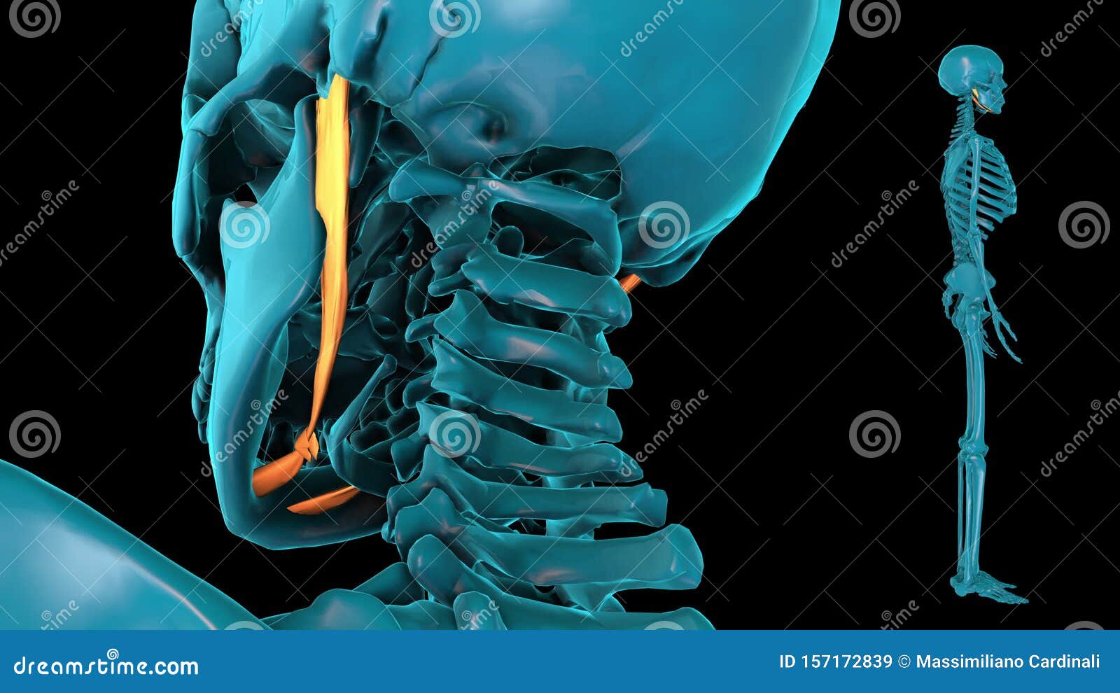 Digastric - 3D model stock video. Video of face, body - 157172839