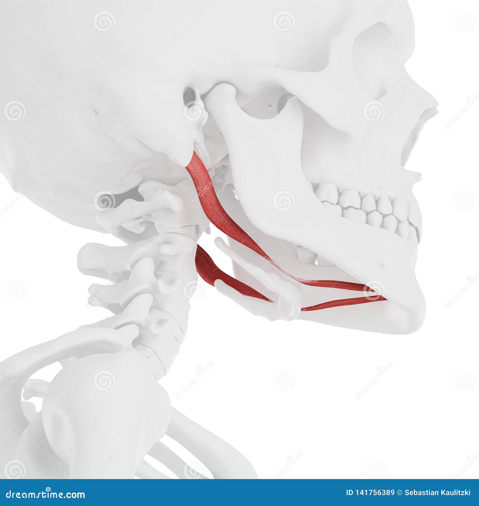 The Digastric stock illustration. Illustration of medically - 141756389