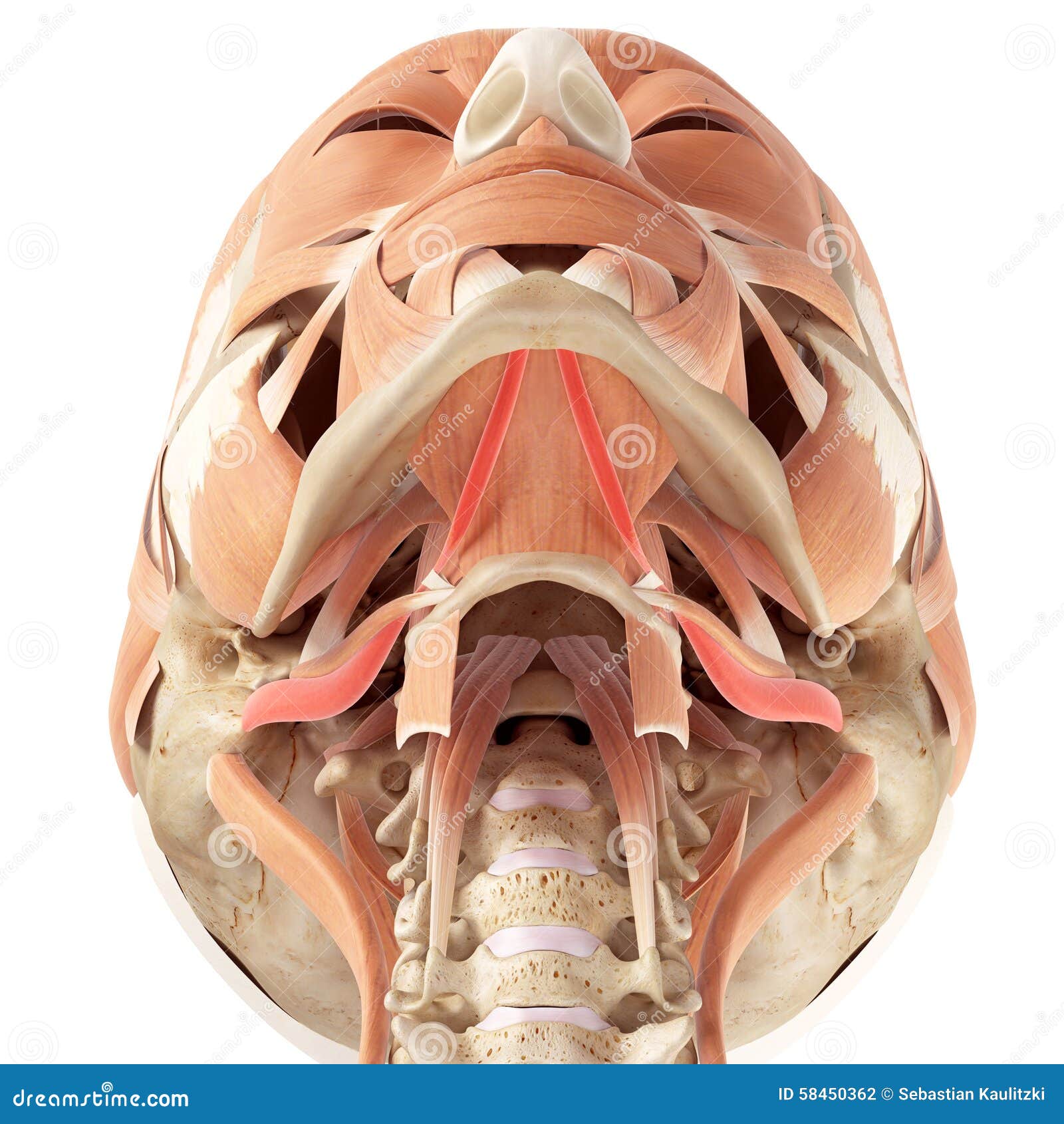 3d Illustration Of Digastric Muscles On Xray Musculature Royalty-Free ...