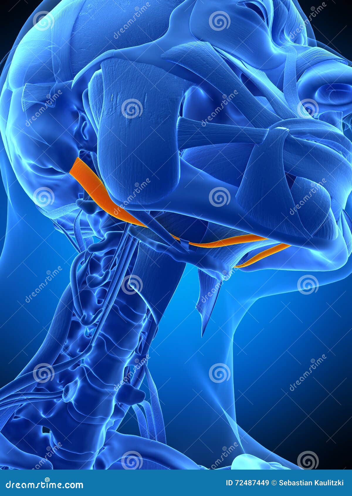 The digastric stock illustration. Illustration of digastric - 72487449
