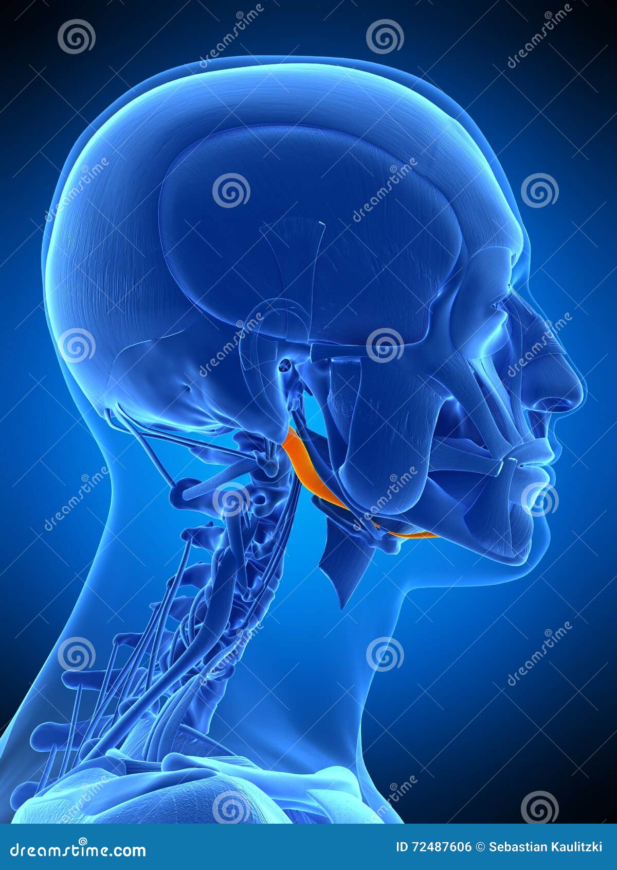 The digastric stock illustration. Illustration of frontal - 72487606