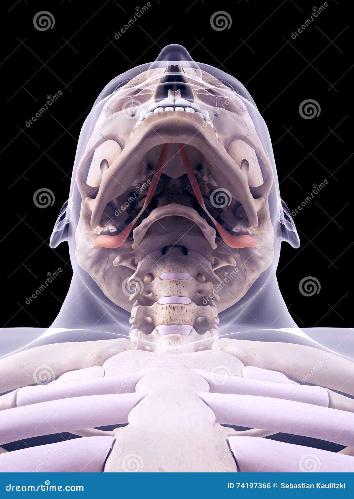 3d Illustration Of Digastric Muscles Anatomical Position On Xray Body ...
