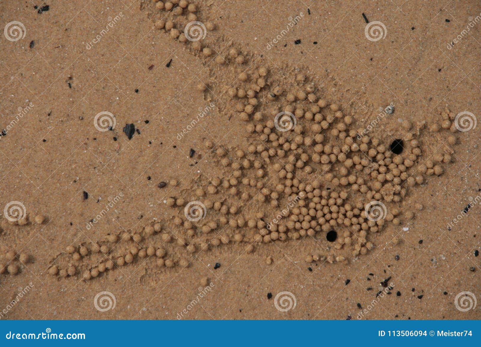 Digestion of a crab stock photo. Image of digestion - 113506094