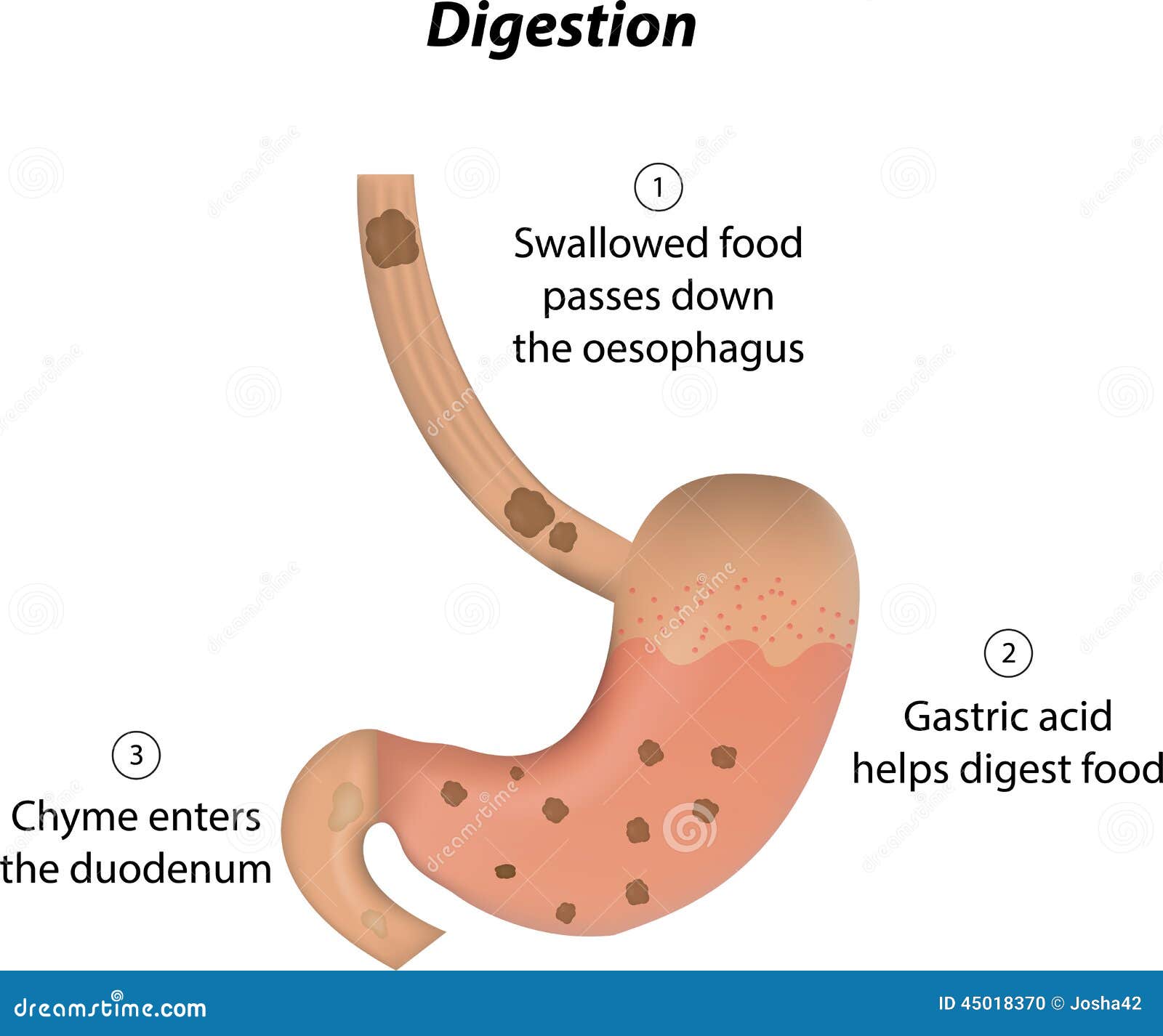 Digestion Vector Illustration | CartoonDealer.com #45018370