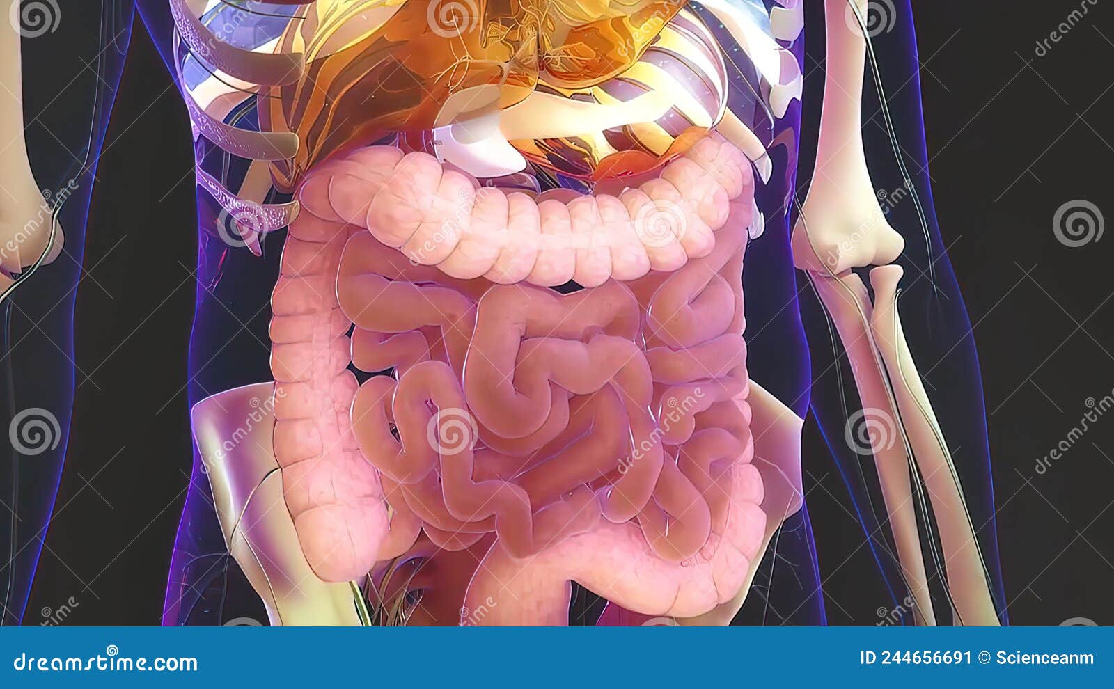Digestion in the Human Digestive System Stock Illustration ...
