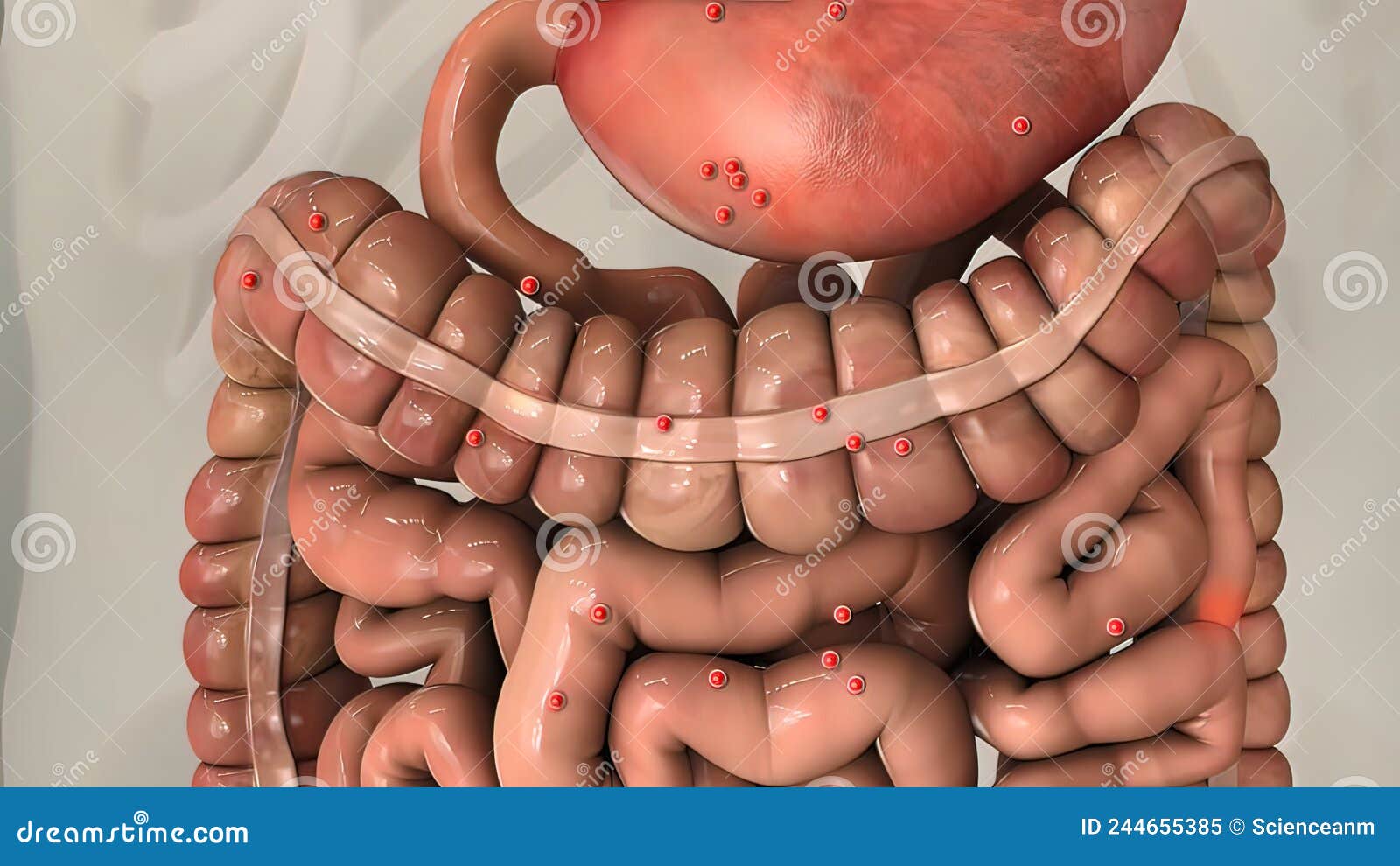Digestion in the Human Digestive System Stock Illustration ...