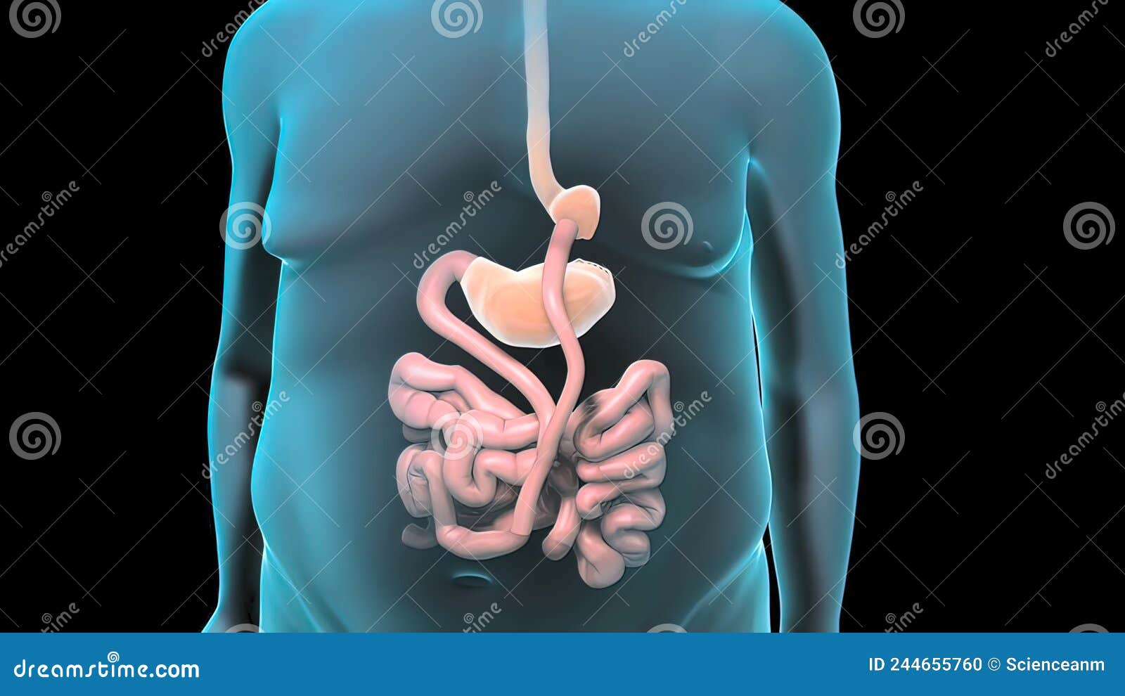 Digestion in the Human Digestive System Stock Illustration ...