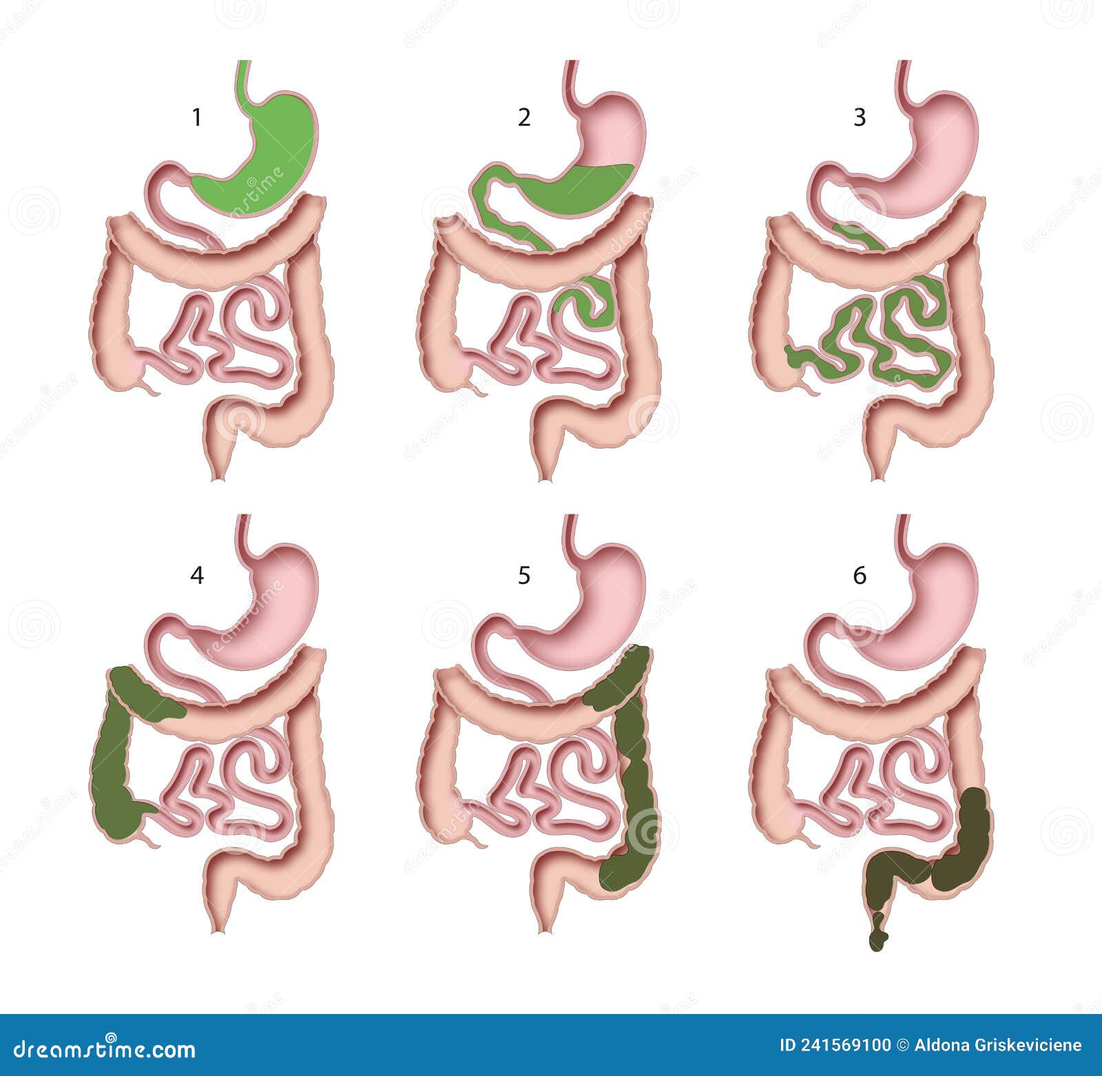 Human Digestive System. Digestive Process Stock Illustration ...