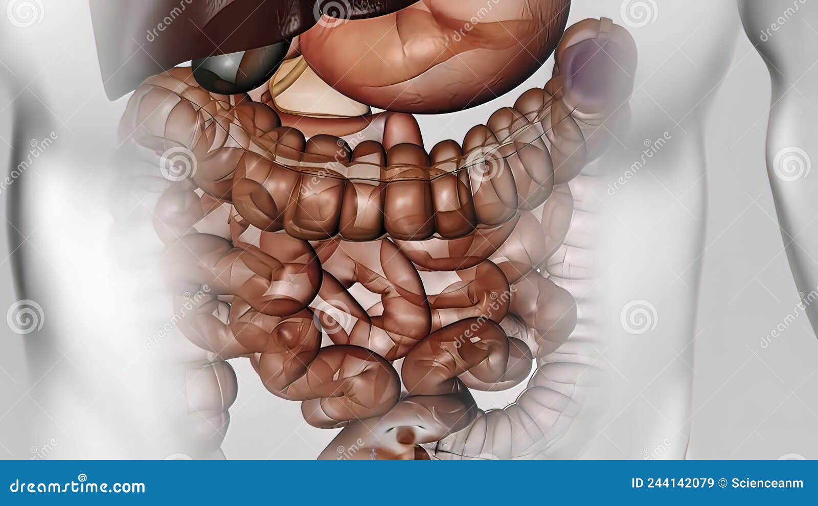 Crossing of the Intestines of Food Stock Illustration - Illustration of ...
