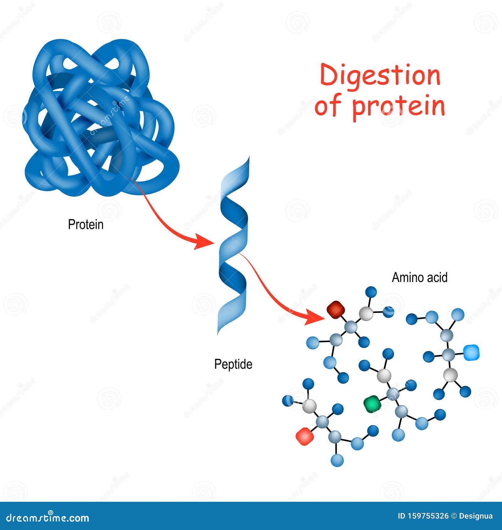 Protein Enzymes Fold Into Their Structure To Fulfill Their Function Stock Illustration