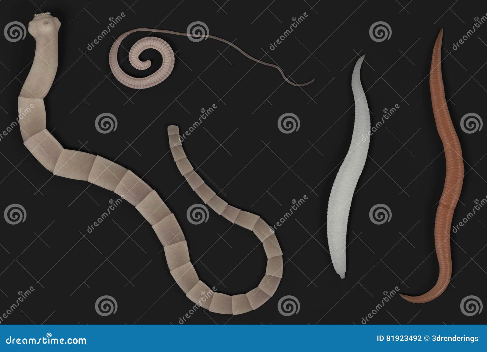 Digestive parasites stock illustration. Illustration of saginata - 81923492
