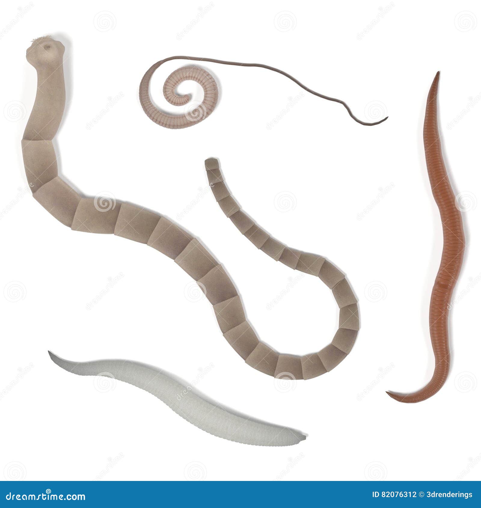 Digestive parasites stock illustration. Illustration of human - 82076312