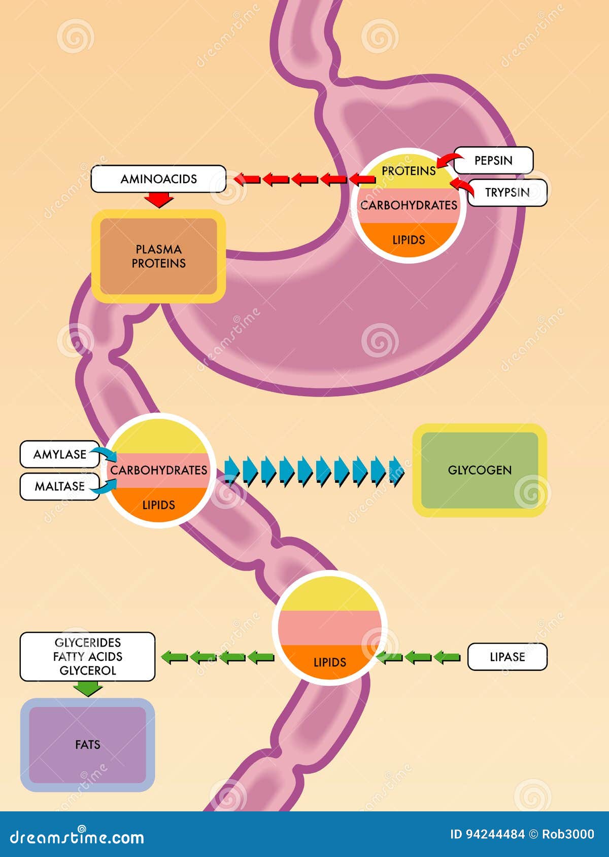 Digestive Biscuit Cartoons, Illustrations & Vector Stock Images ...