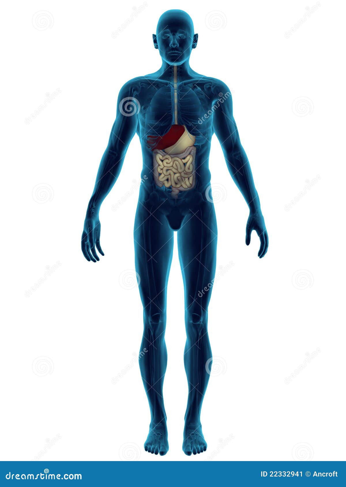 Digestive System stock illustration. Illustration of blue - 22332941