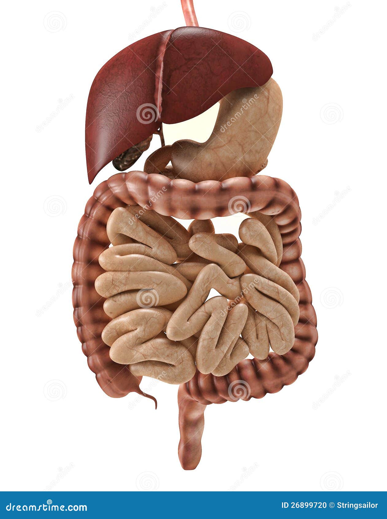 Digestive system stock illustration. Illustration of stomach - 26899720