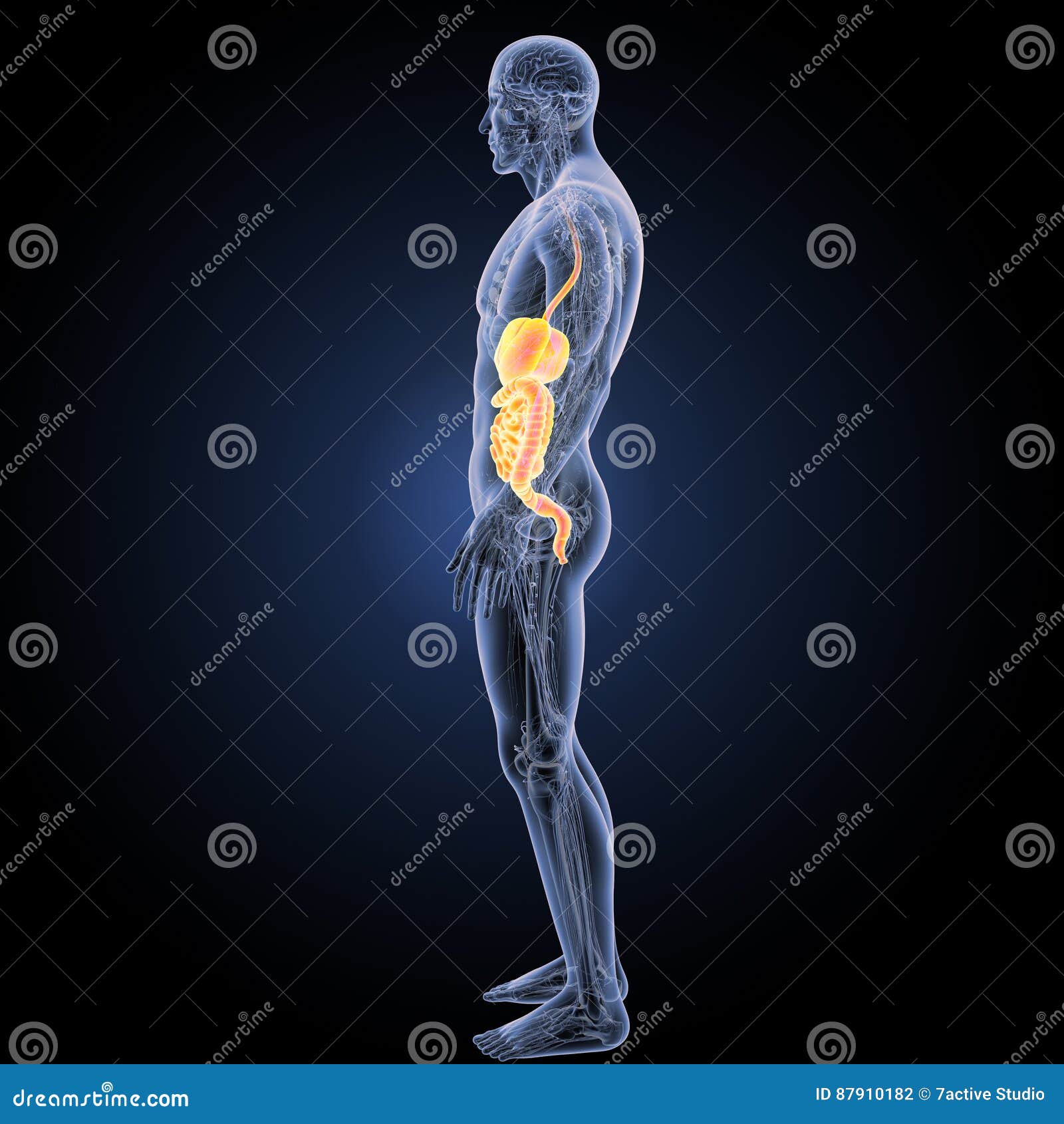 Digestive System with Anatomy Lateral View Stock Photo - Image of liver ...