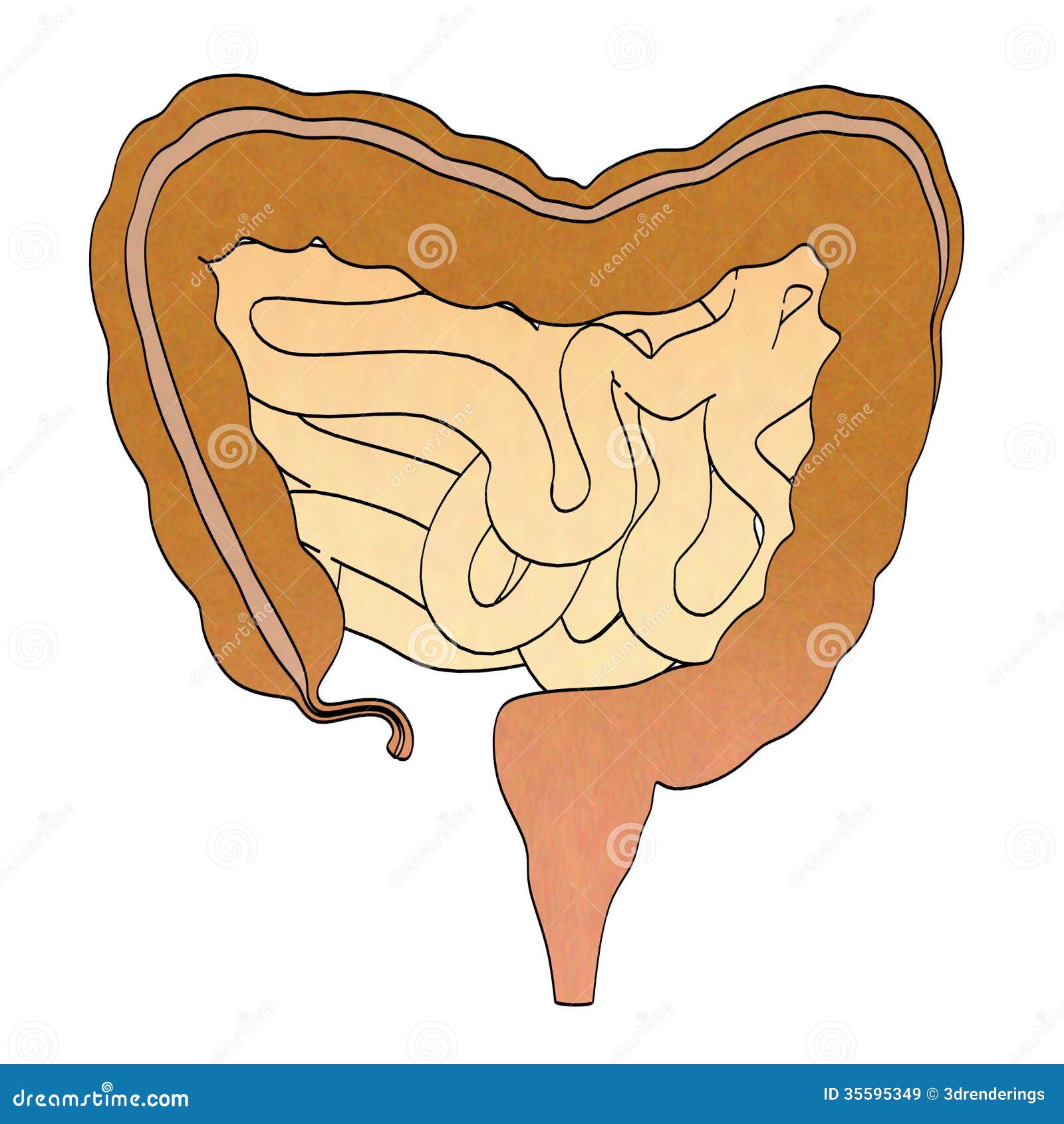 Digestive system stock illustration. Illustration of small - 35595349