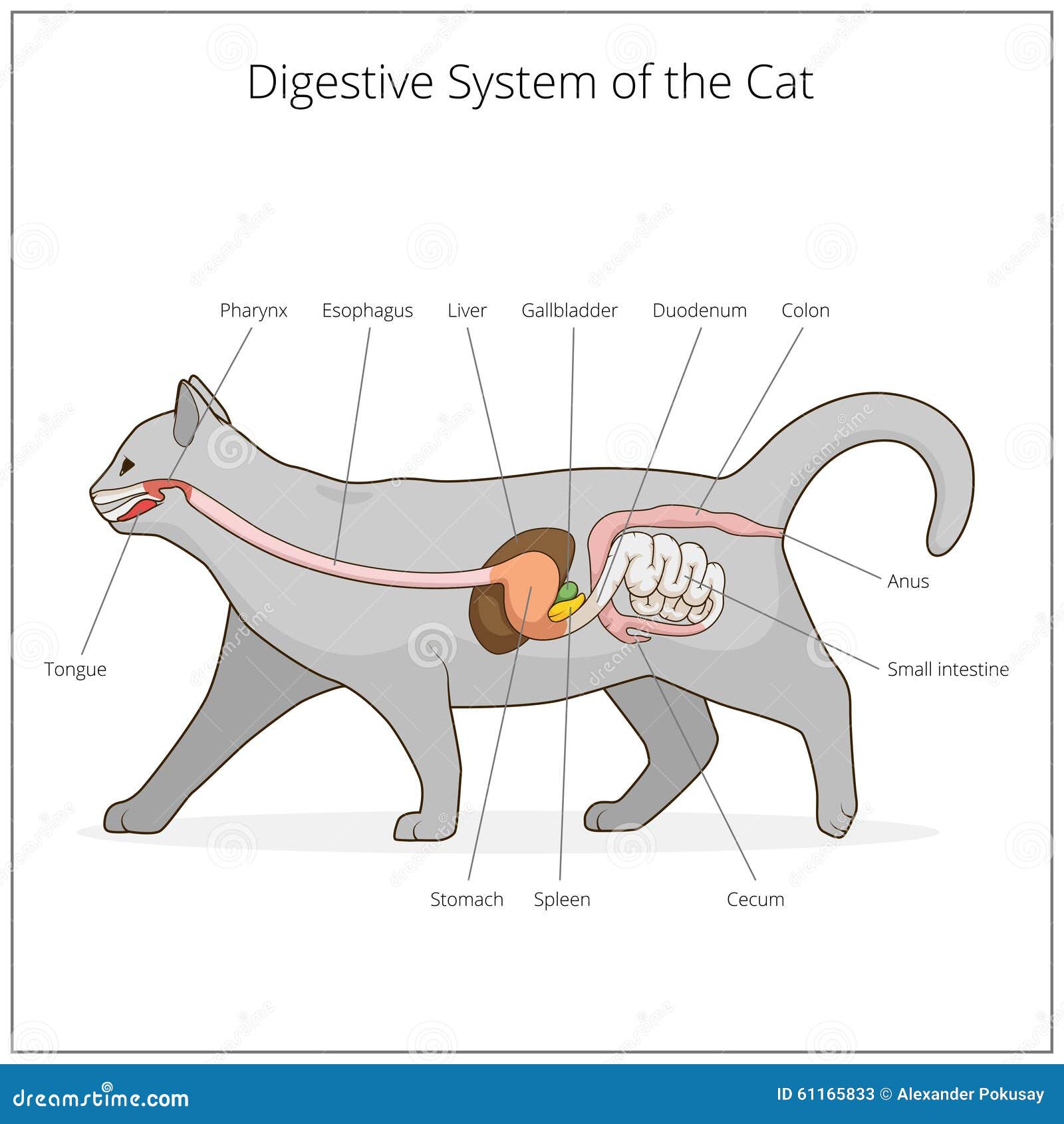 Digestive System of the Cat Vector Illustration Stock Vector ... Digestive System of the Cat Vector Illustration Stock Vector ...