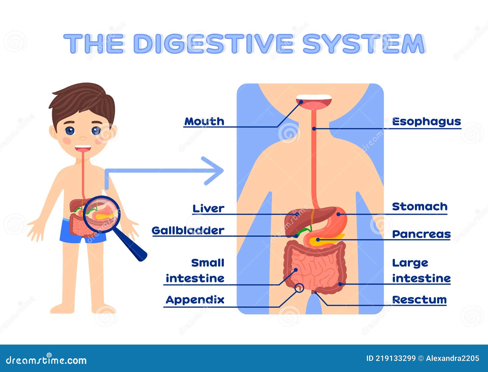 The Digestive System of Children with a Description. the Boy and the ...