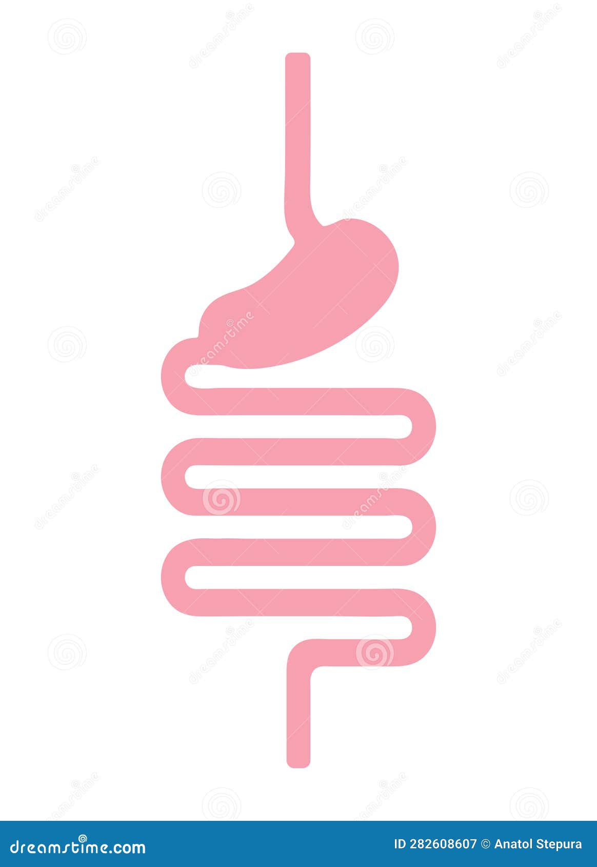 The Process Of Digestion In The Stomach The Stomach Is Shown As A Red ...