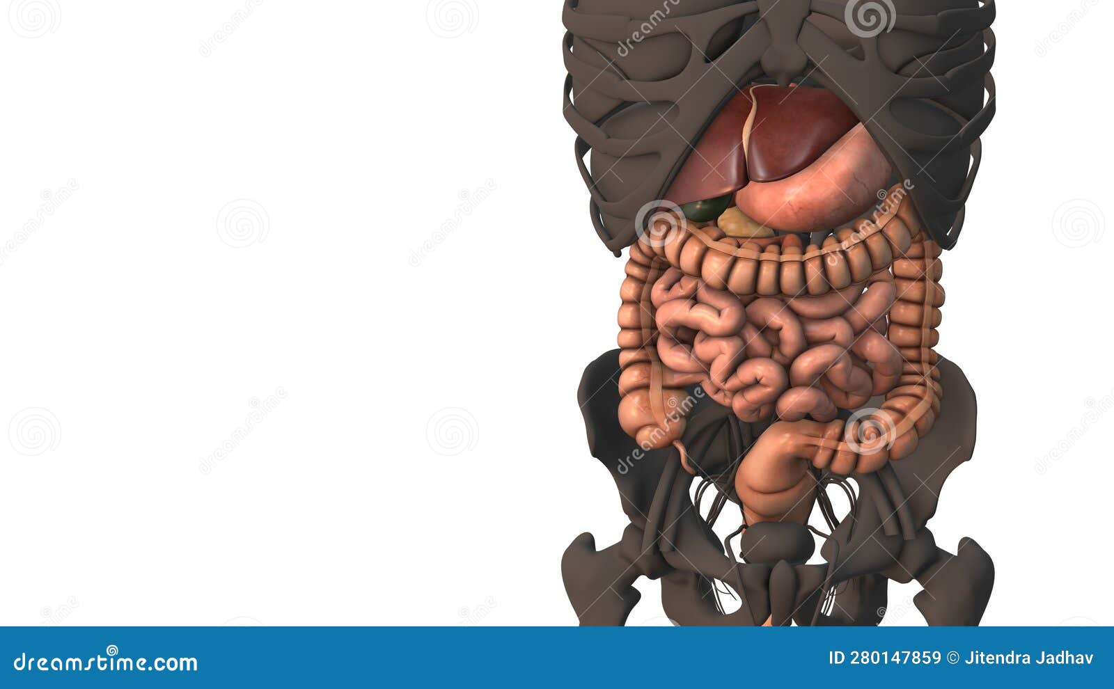 Digestive System in the Human Body Stock Illustration - Illustration of ...